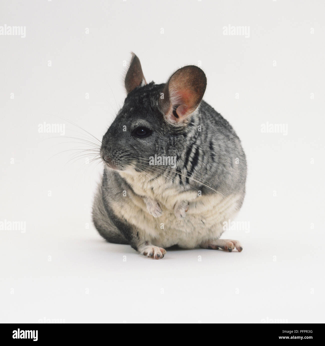 Chinchilla lanigera hi-res stock photography and images - Alamy