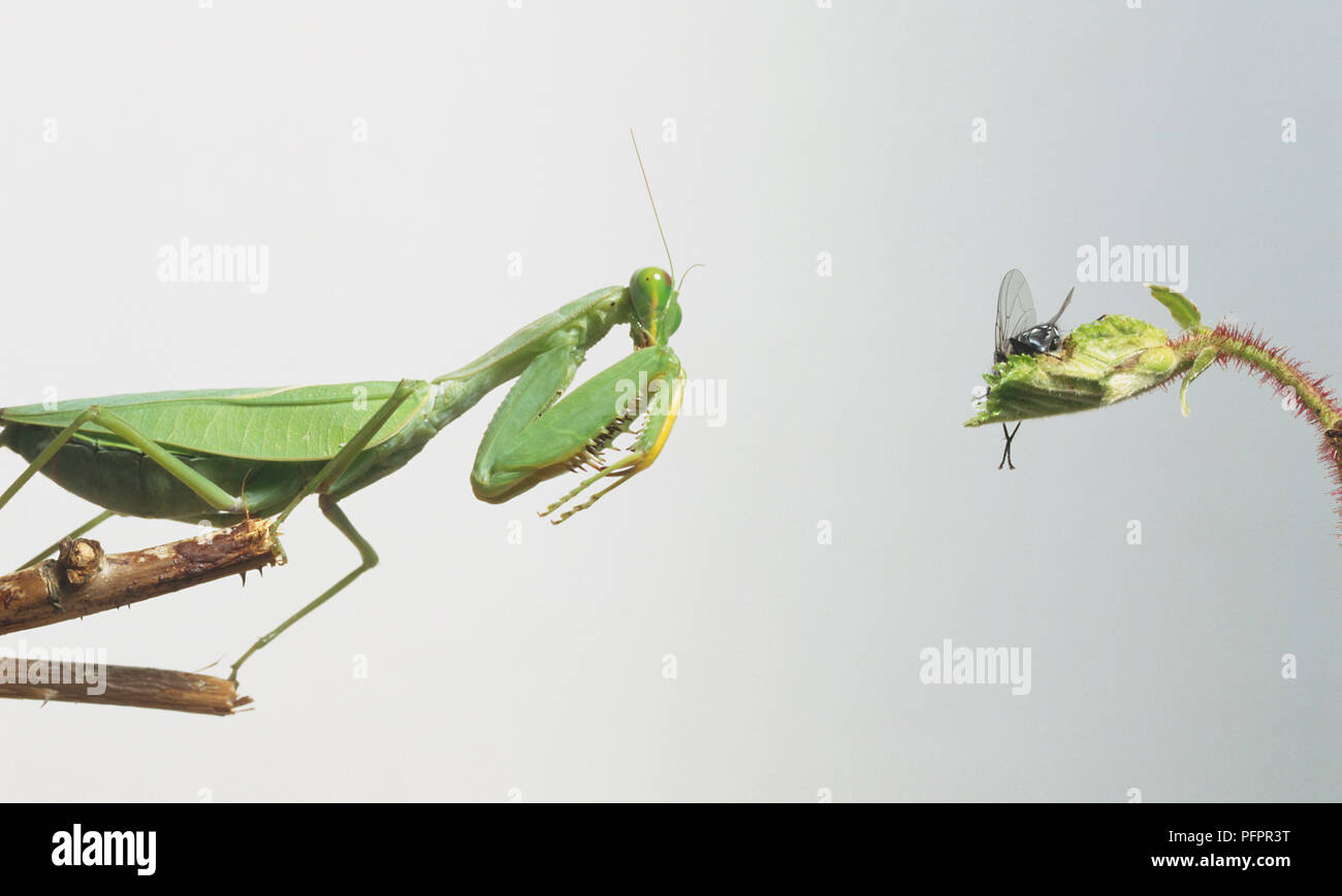 Praying Mantis about to attack a fly Stock Photo - Alamy