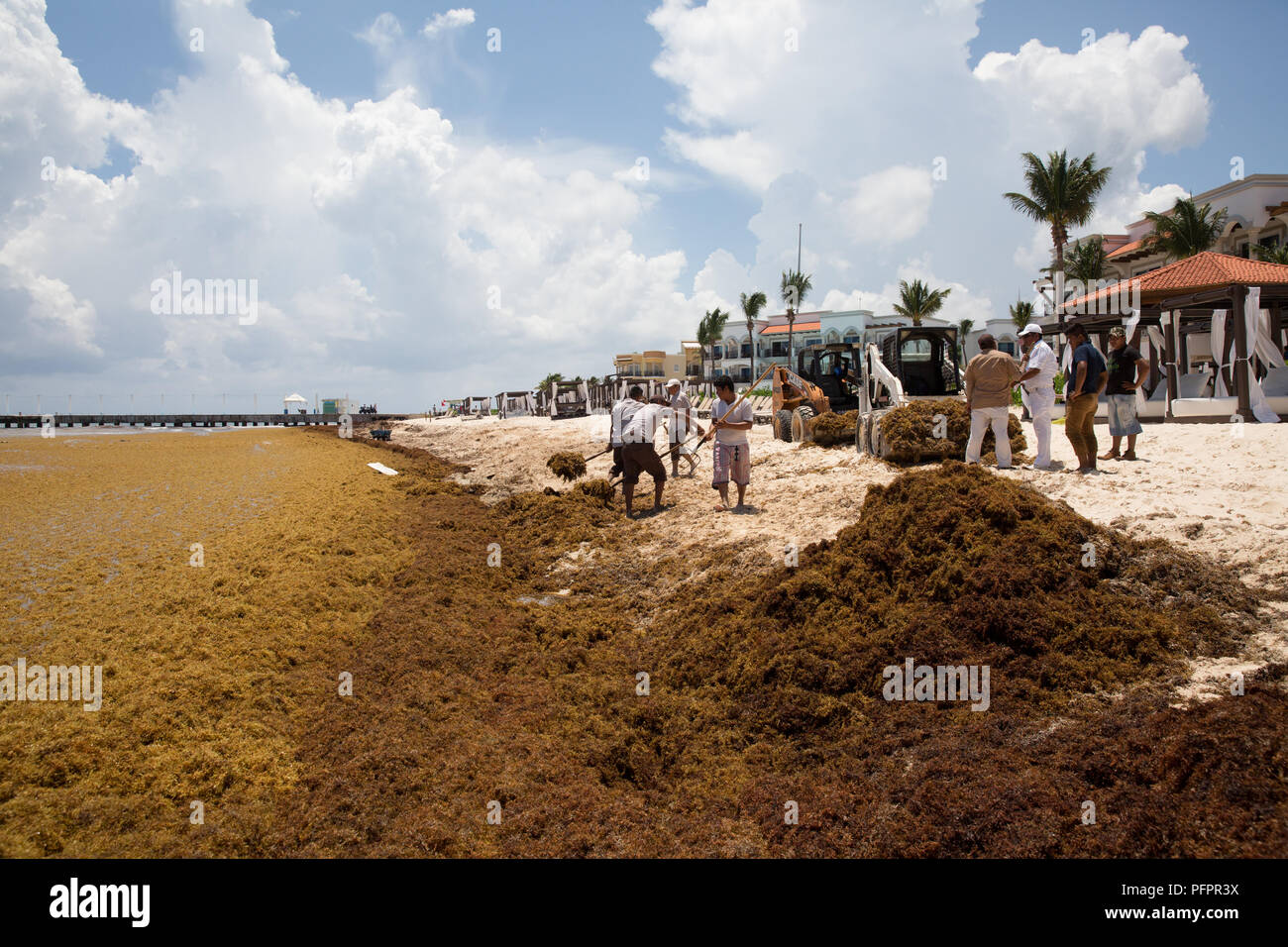 Brown macroalgae seaweed hi-res stock photography and images - Alamy