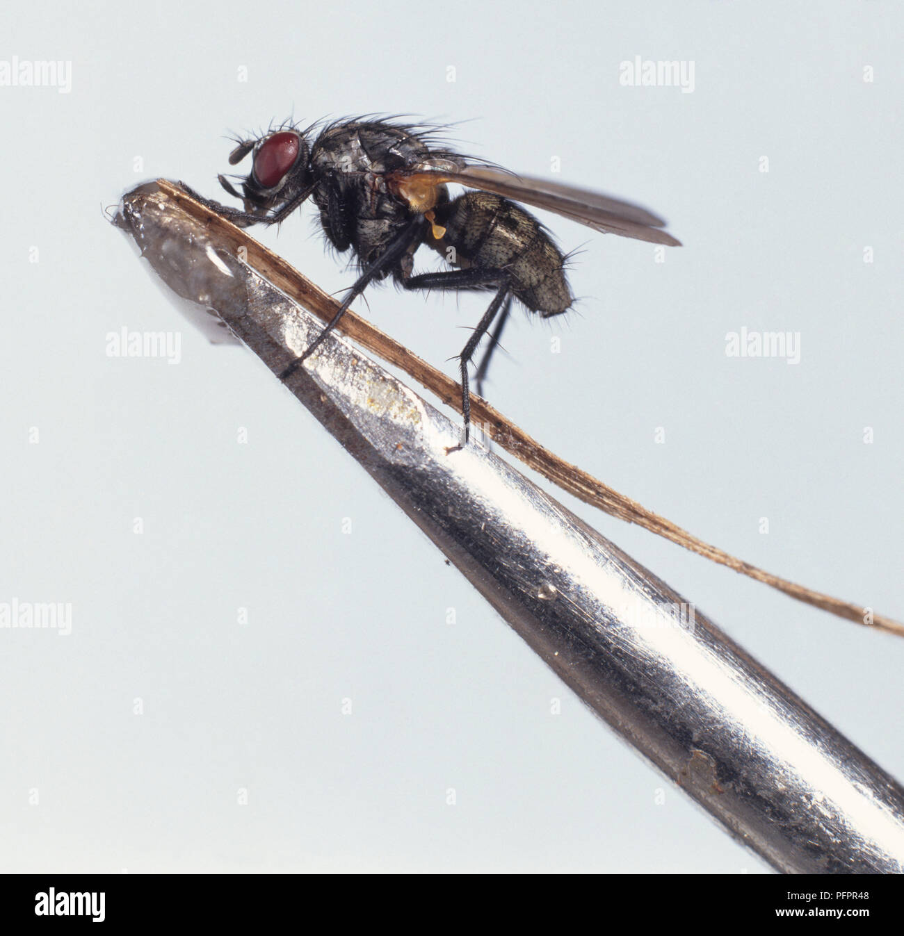 Common Housefly (Musca domestica) standing on end of metal spike Stock ...