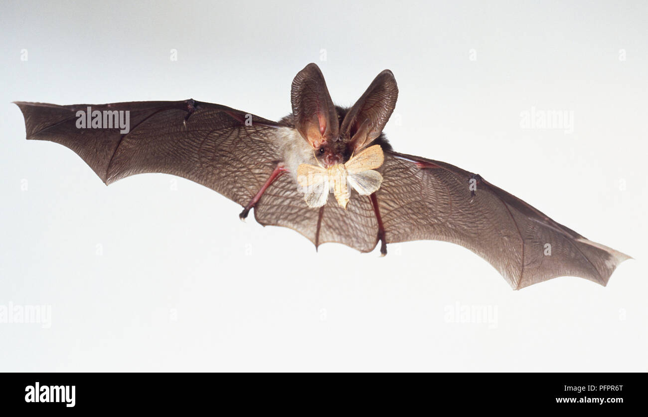 Long-eared bat with its wing outstretched Stock Photo - Alamy