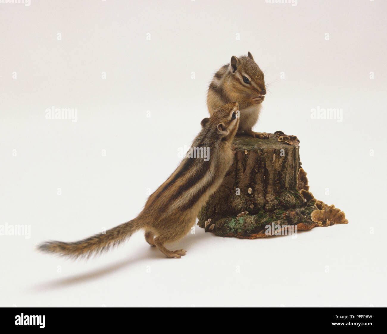 Two Eastern Chipmunks (Tamias striatus) playing on tree stump, side ...