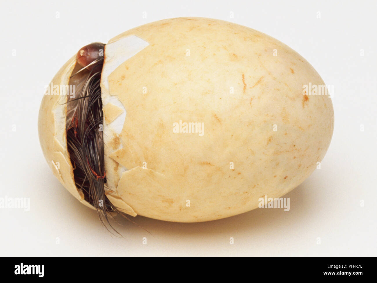 Jubata hi-res stock photography and images - Alamy