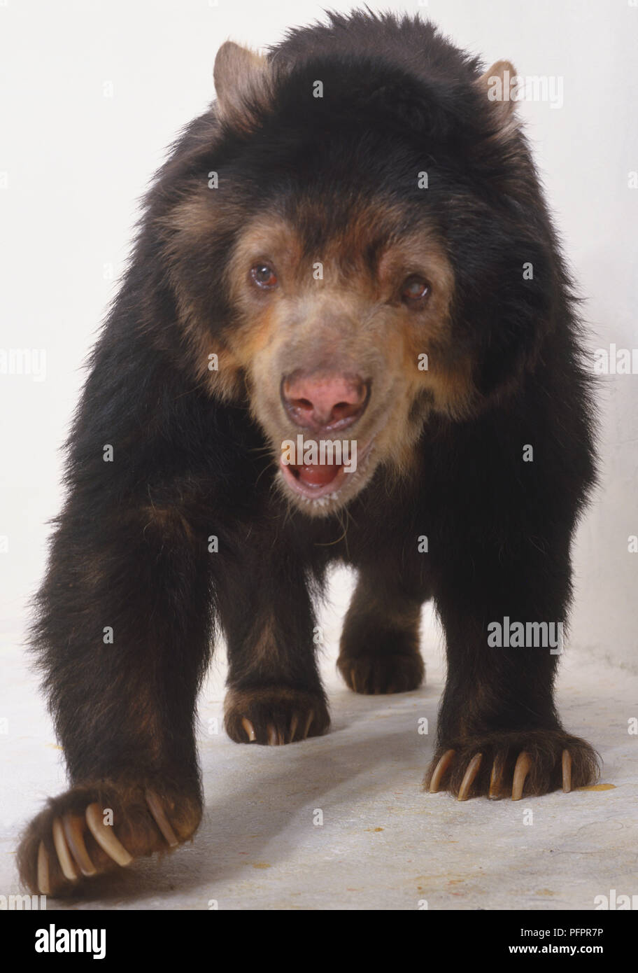 Spectacled Bear,Tremarctos ornatus, cub viewed from the front, with a ...