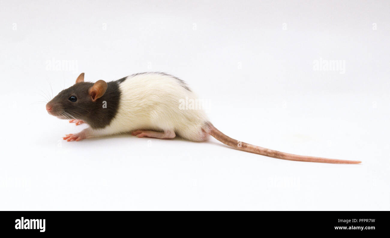 White and brown rat, side view Stock Photo - Alamy