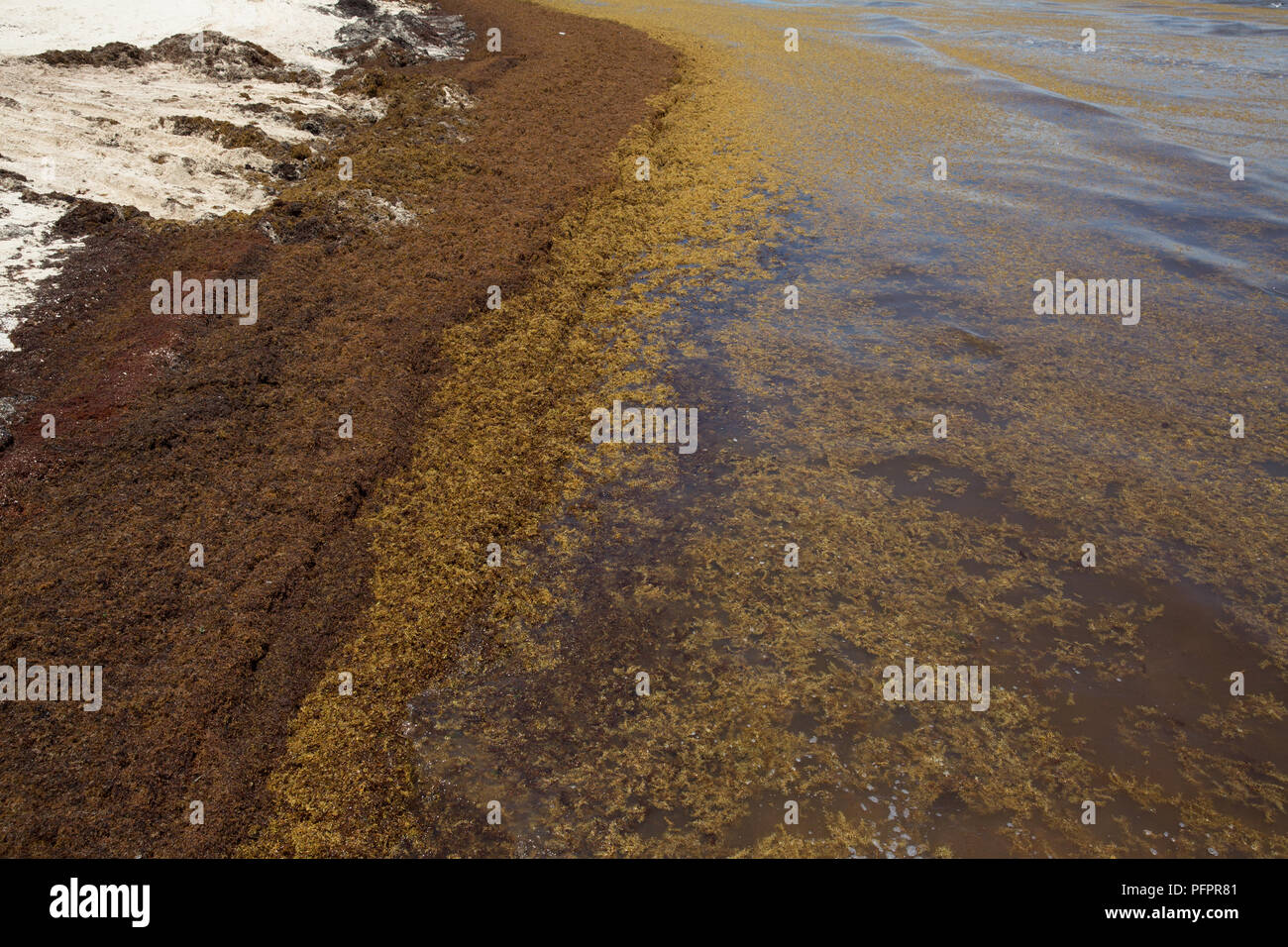 Sargassum seaweed atlantic fish hi-res stock photography and images - Alamy