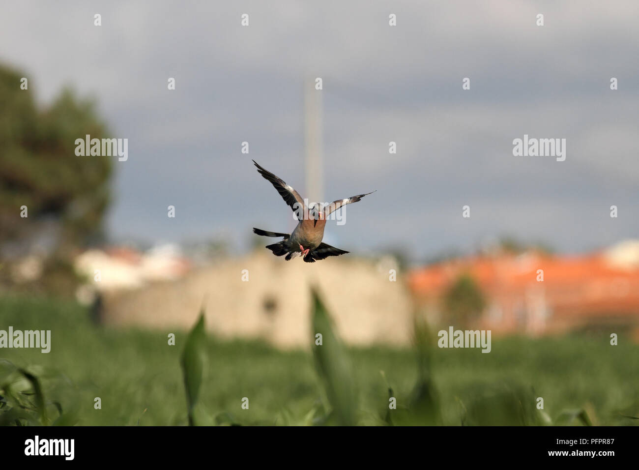 Beautiful and colorful wild european wood pigeon in flight, landing in ...