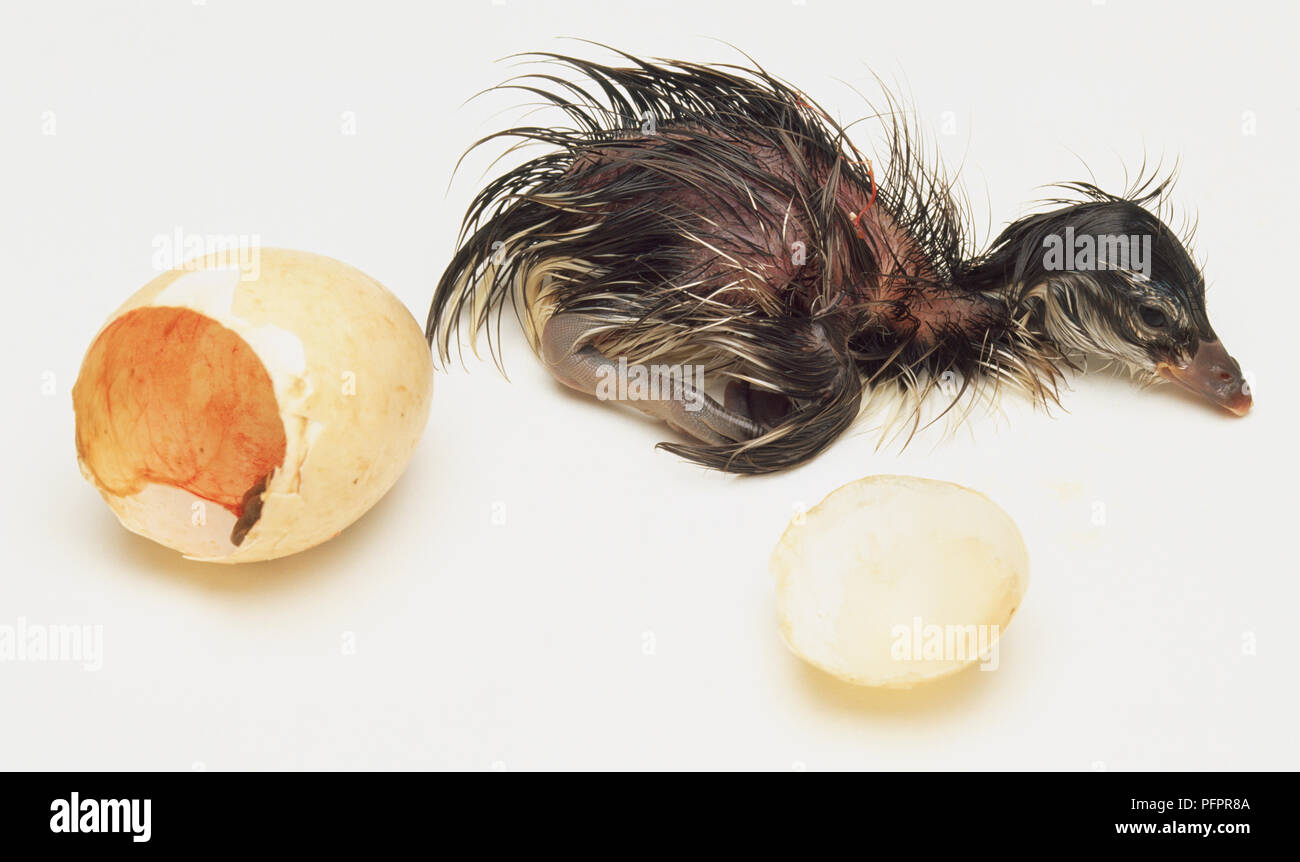 A wet, sticky, duckling recently hatched Stock Photo - Alamy
