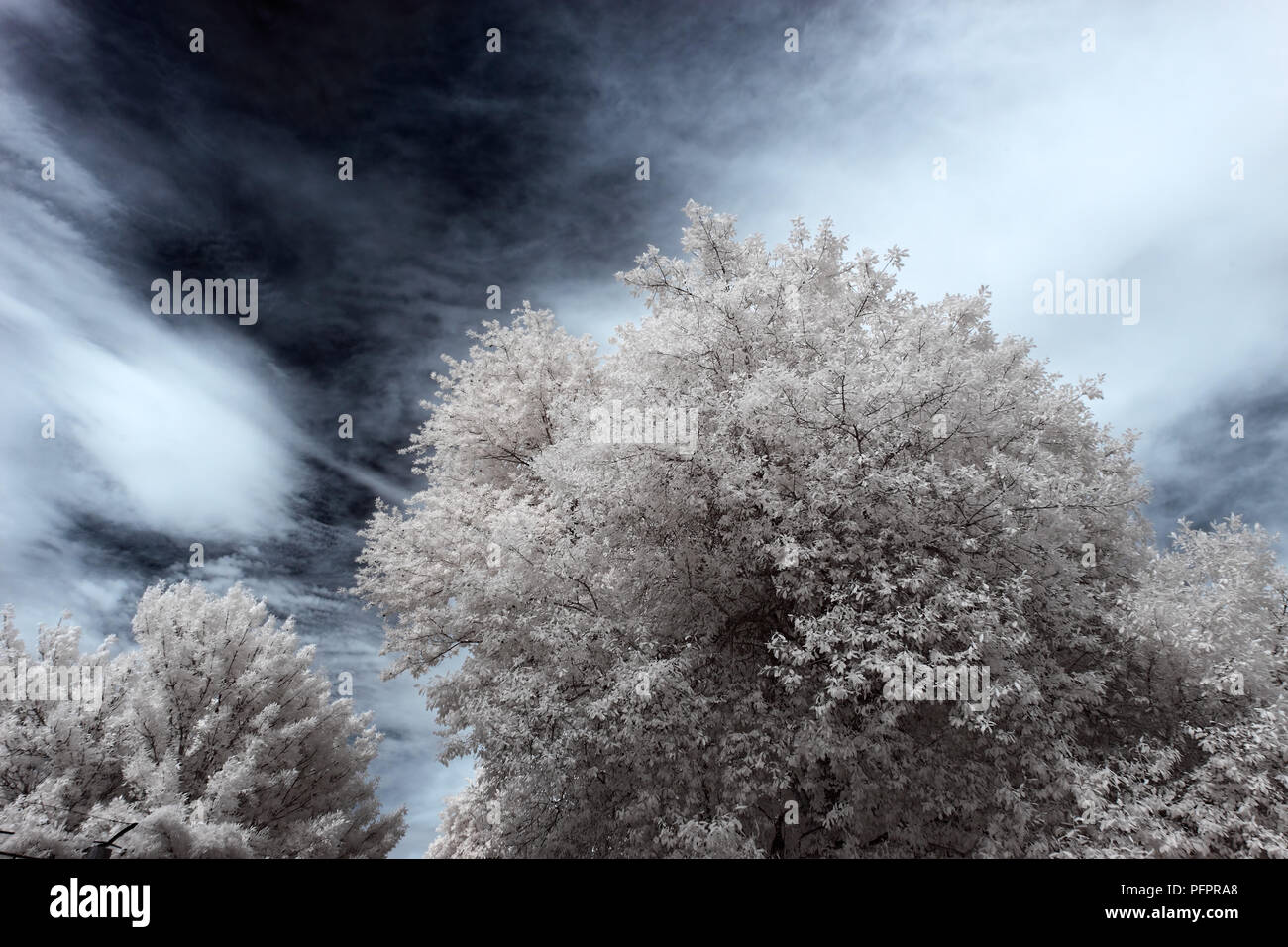 Infrared trees and leaves against a beautiful blue sky with clouds ...