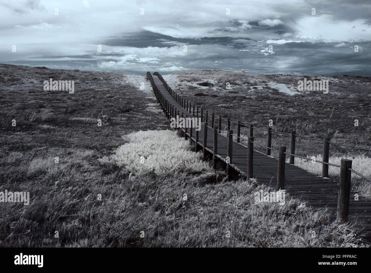 Wide view of an wooden walkway in a seaside dune; infrared Stock Photo ...