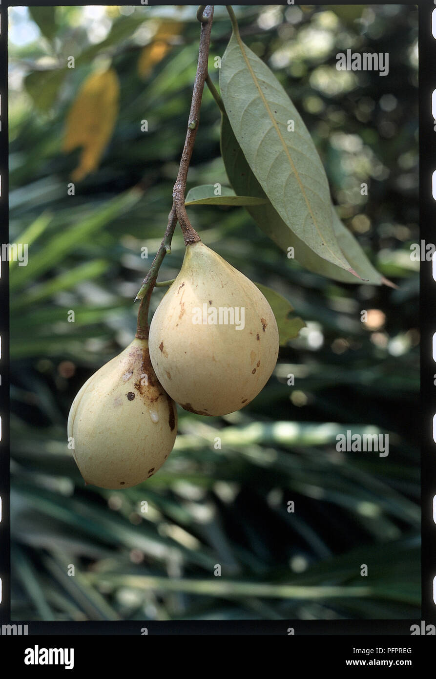 Betel nut, Pascoal Savoi Spice Garden, Khandepar, Goa Stock Photo - Alamy