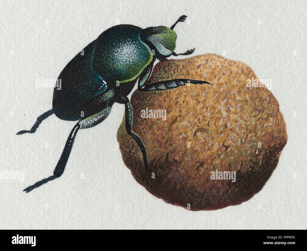 Chafer beetles hi-res stock photography and images - Alamy