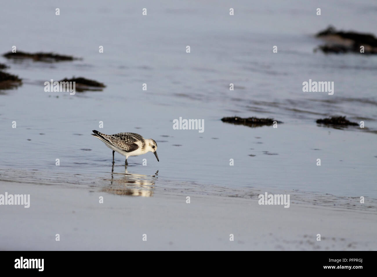 Piper bird hi-res stock photography and images - Alamy