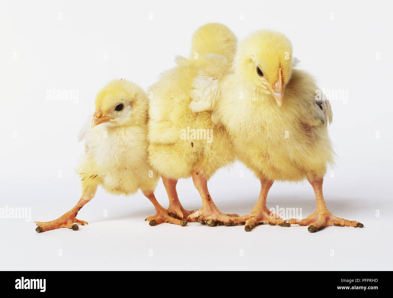 Three Chick (Gallus gallus) standing huddled together side by side ...