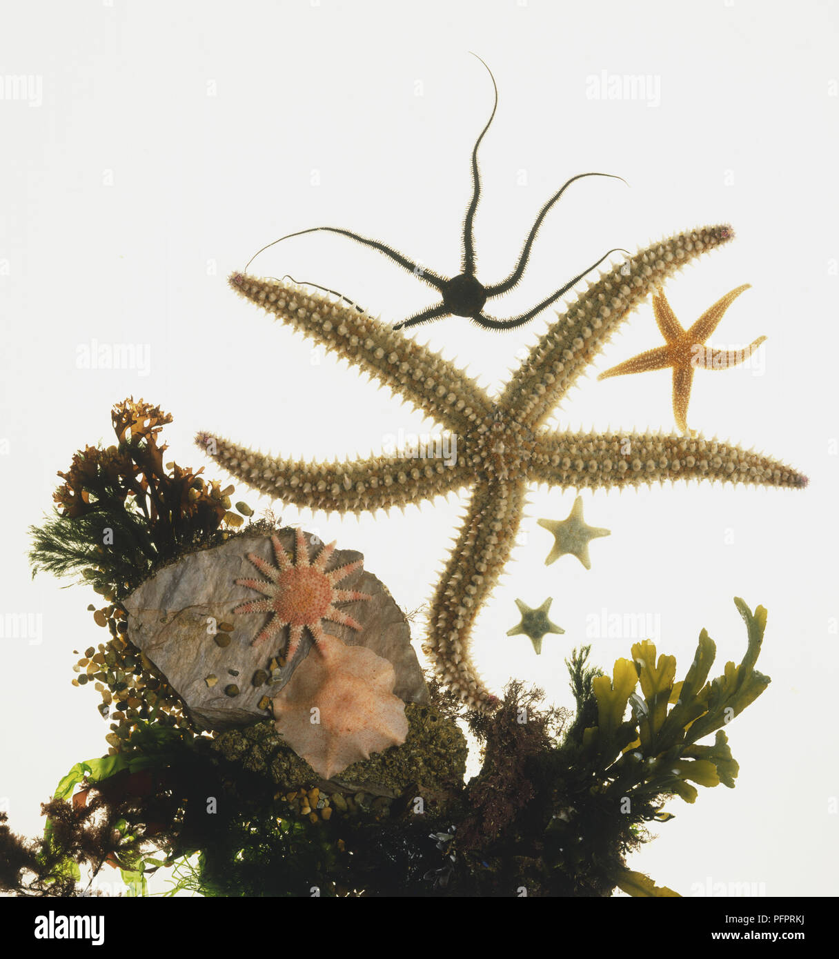 Selection of Starfish (Asteroidea Stock Photo - Alamy