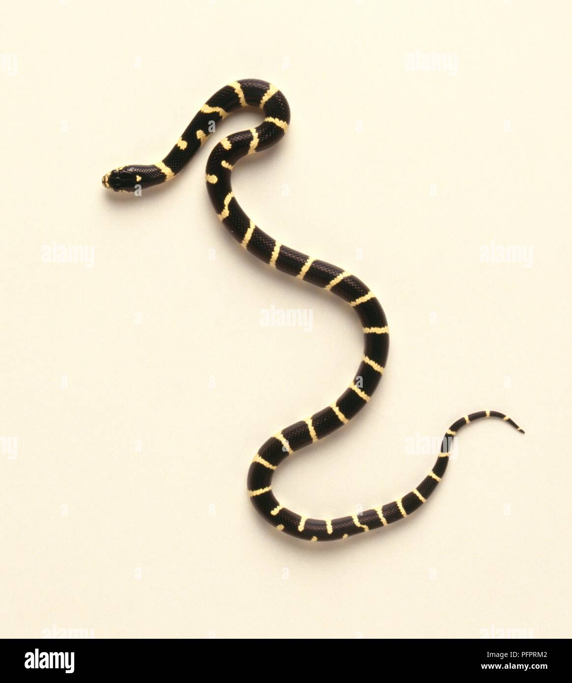 Branded milk snake (Lampropeltis ruthveni), view from above Stock Photo ...