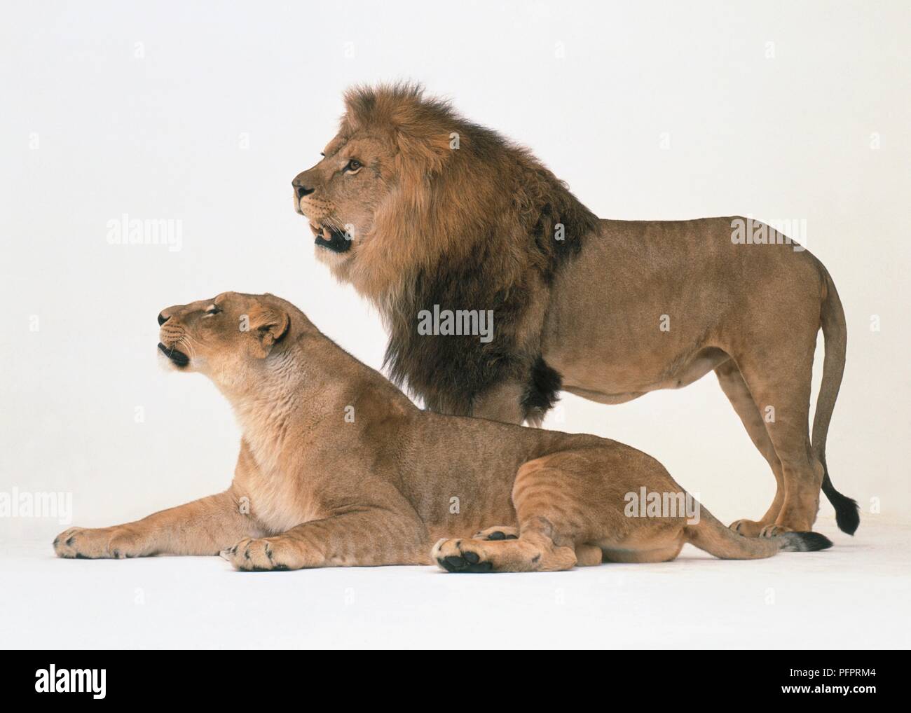 Seated lion hi-res stock photography and images - Alamy