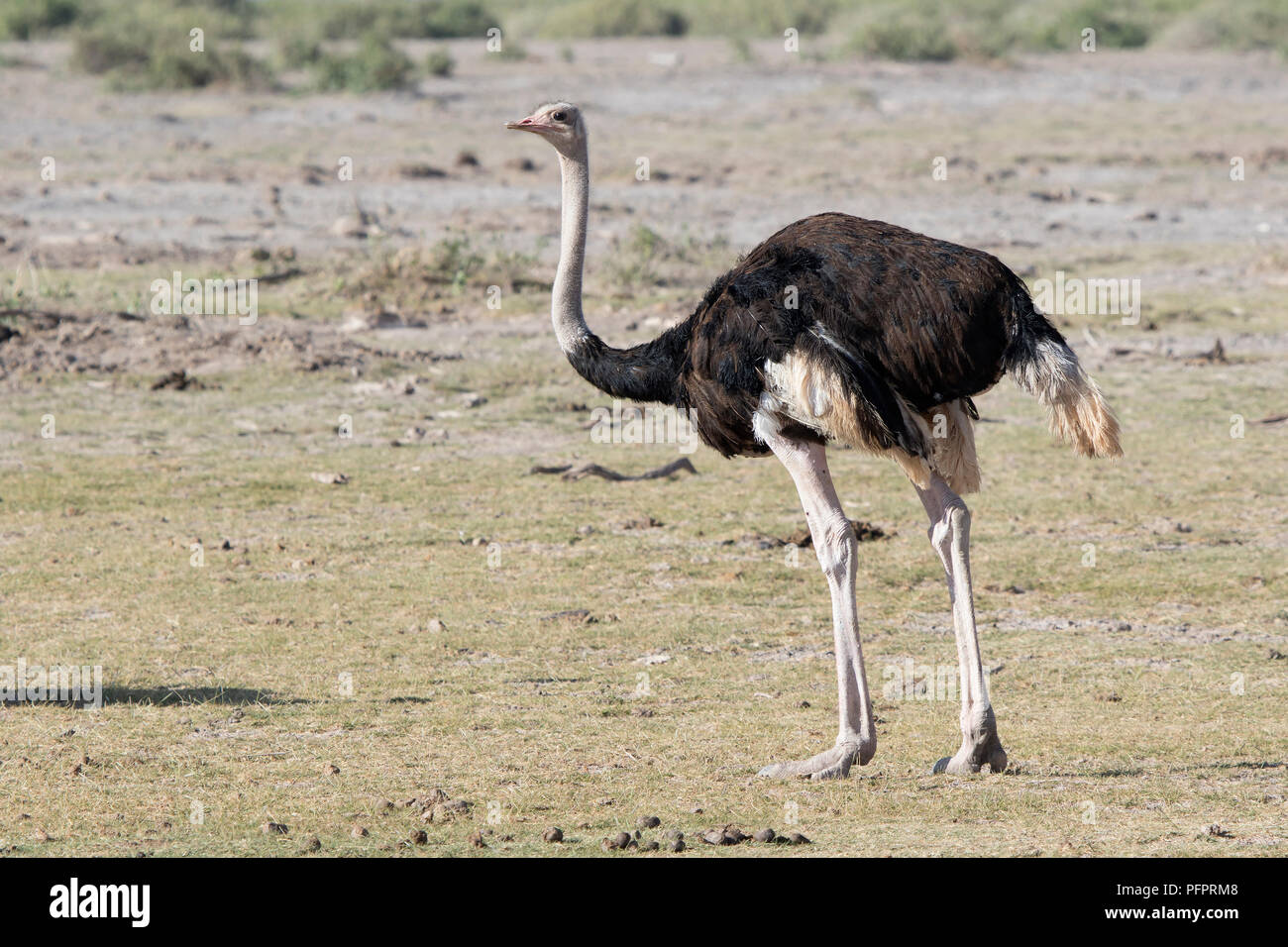 male common ostrich which stands in the dried African savanna in the ...