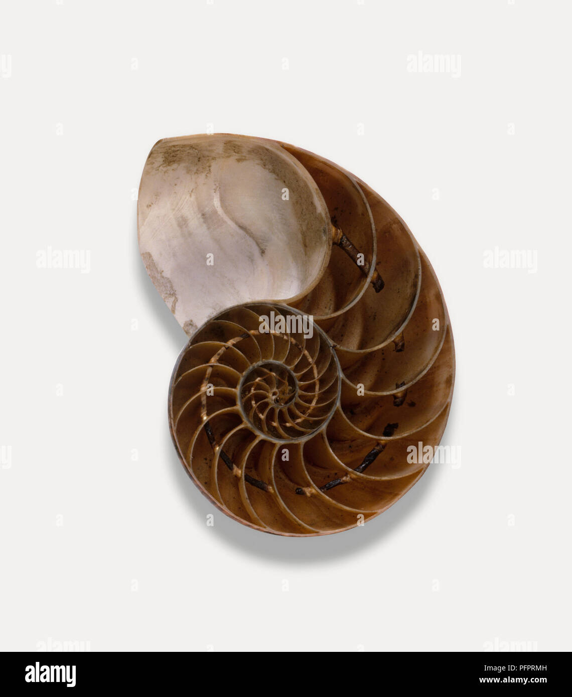Nautilus shell section cross section hi-res stock photography and ...