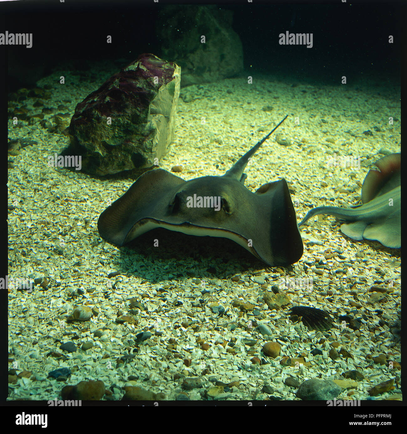 Undulate ray hi-res stock photography and images - Alamy