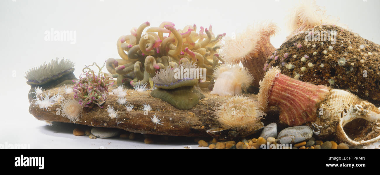 Examples of Sea Anemones with rocks and shells Stock Photo - Alamy