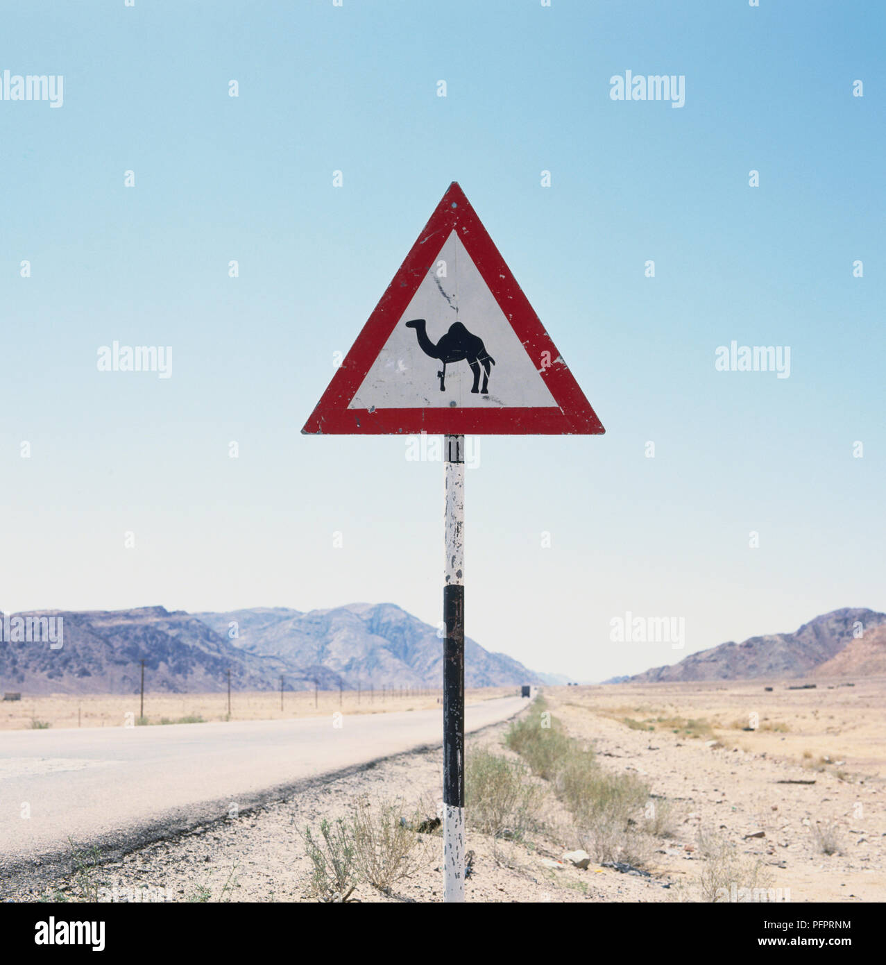Desert road sign warning of camels in the road Stock Photo - Alamy