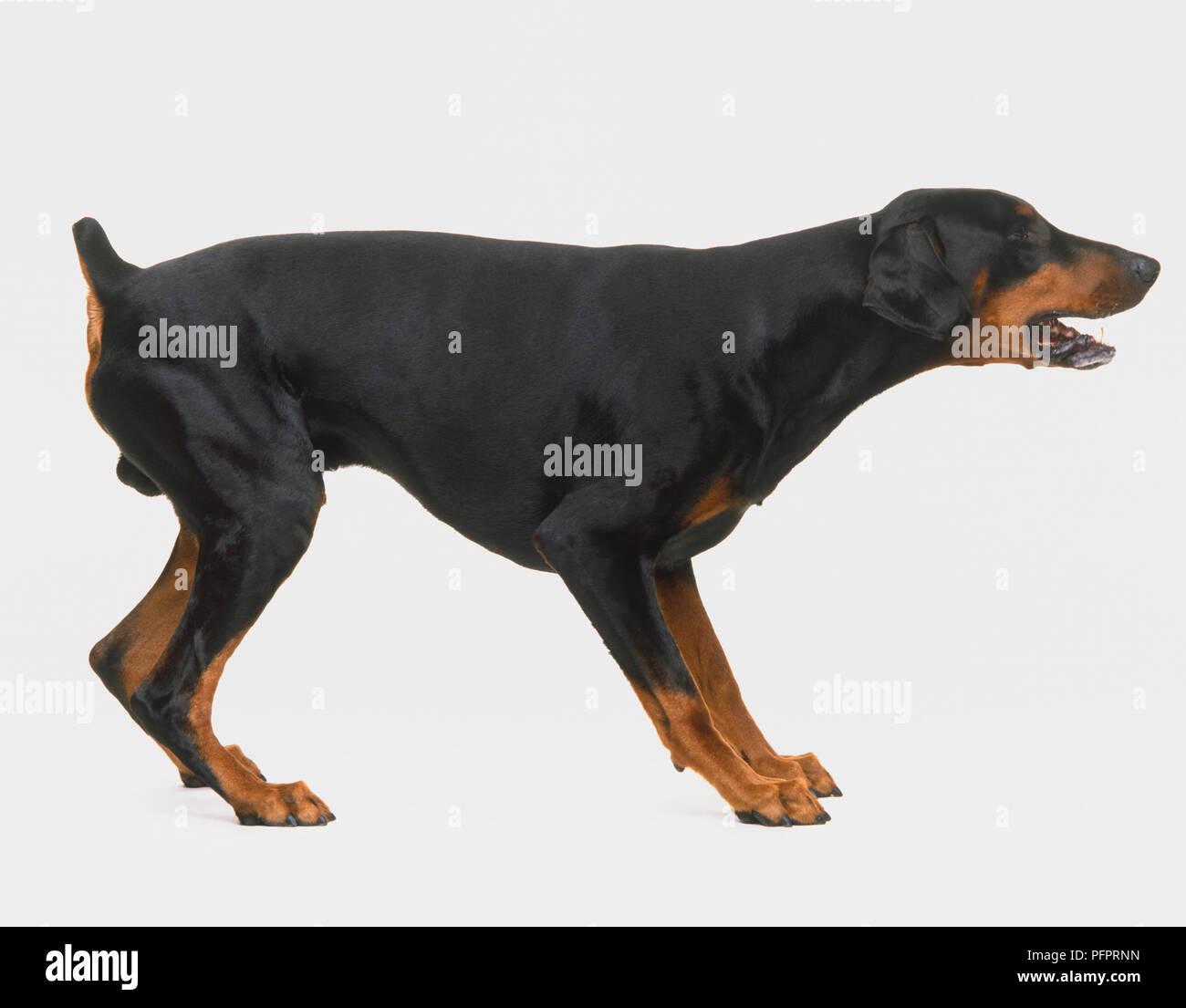 Fierce dog hi-res stock photography and images - Alamy