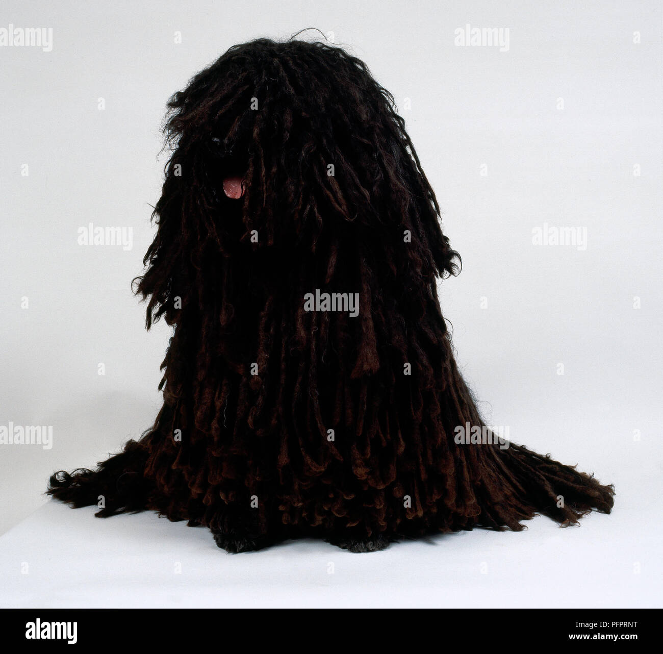 A Hungarian Puli with thick black corded hair spilling from its head ...