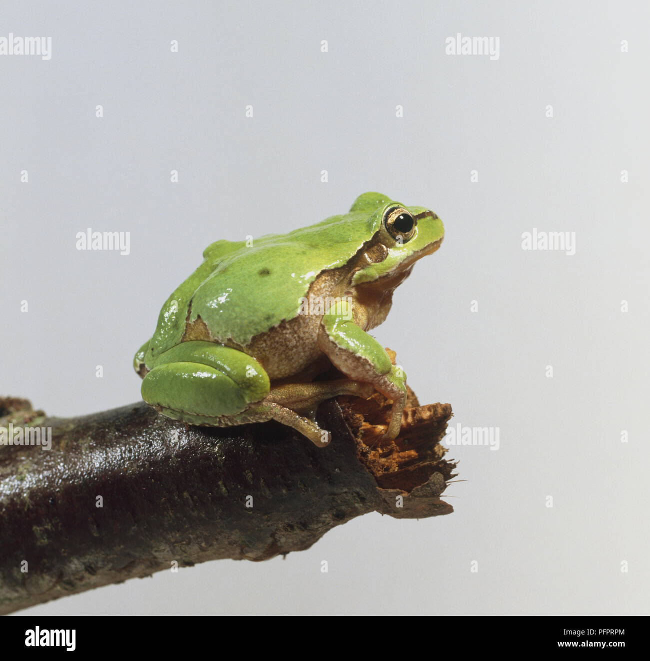 European Treefrog (Hyla arborea) crouching on edge of branch, side view ...