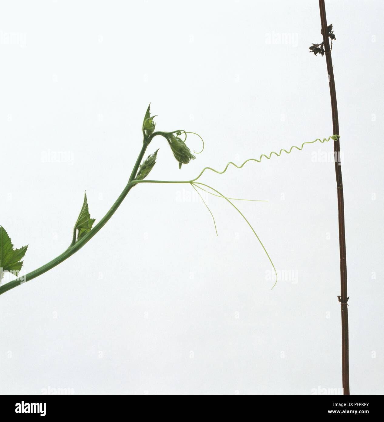 From support to growth hi-res stock photography and images - Alamy