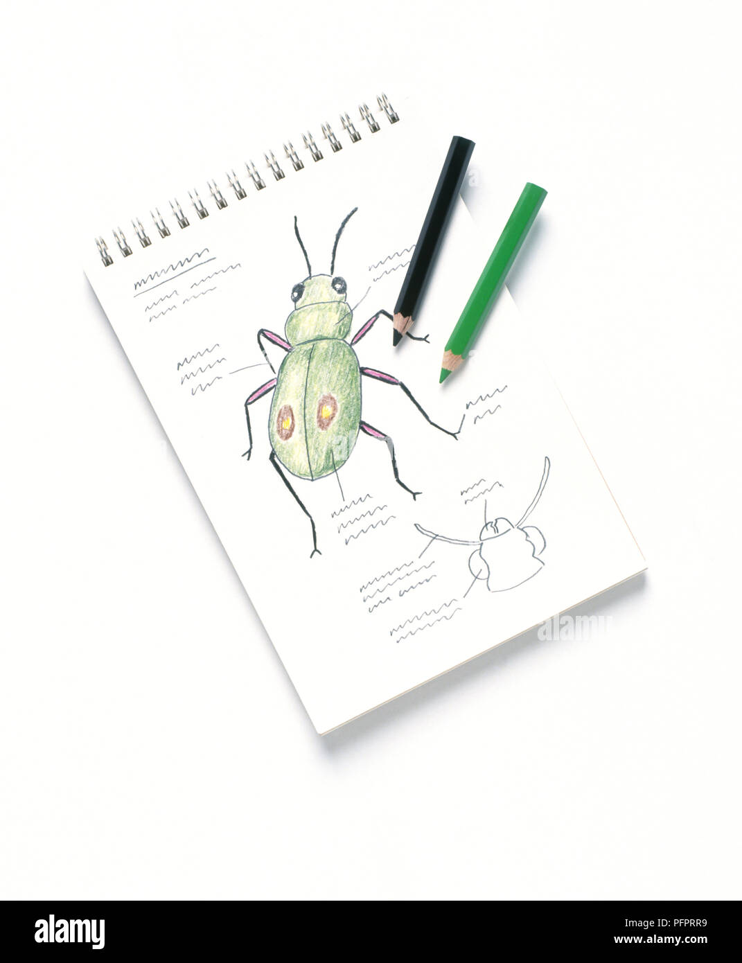 Insect study drawing hi-res stock photography and images - Alamy