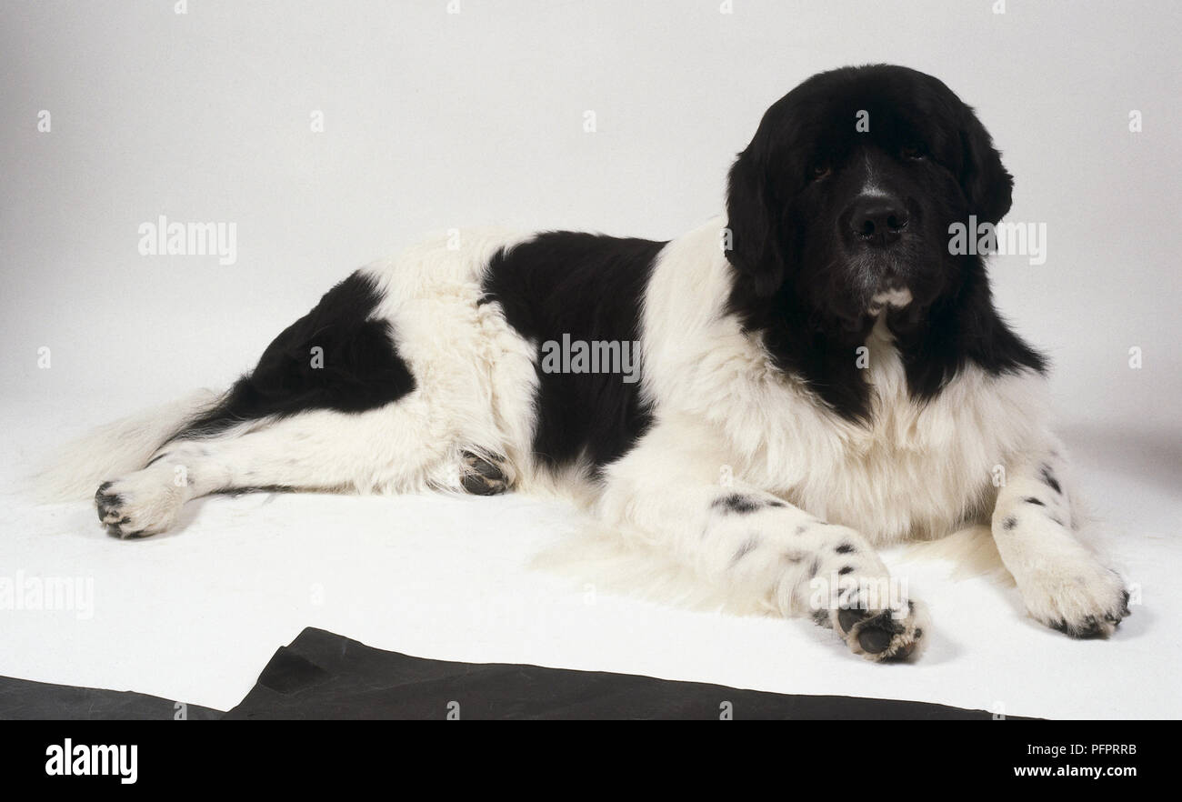 A black and white Landseer dog lies on the floor with its forepaws ...