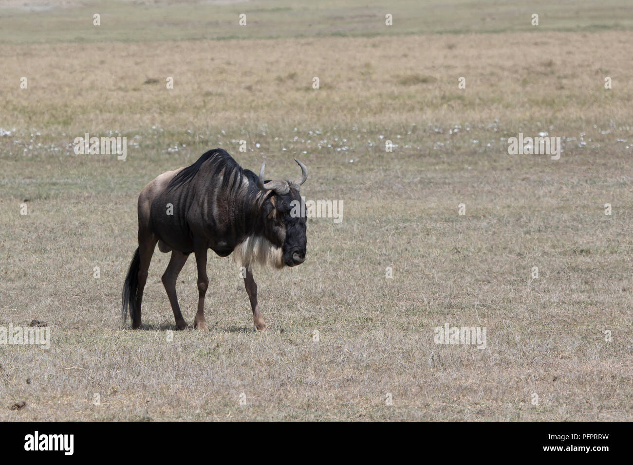 old male White bearded Wildebeest that wanders through the African ...