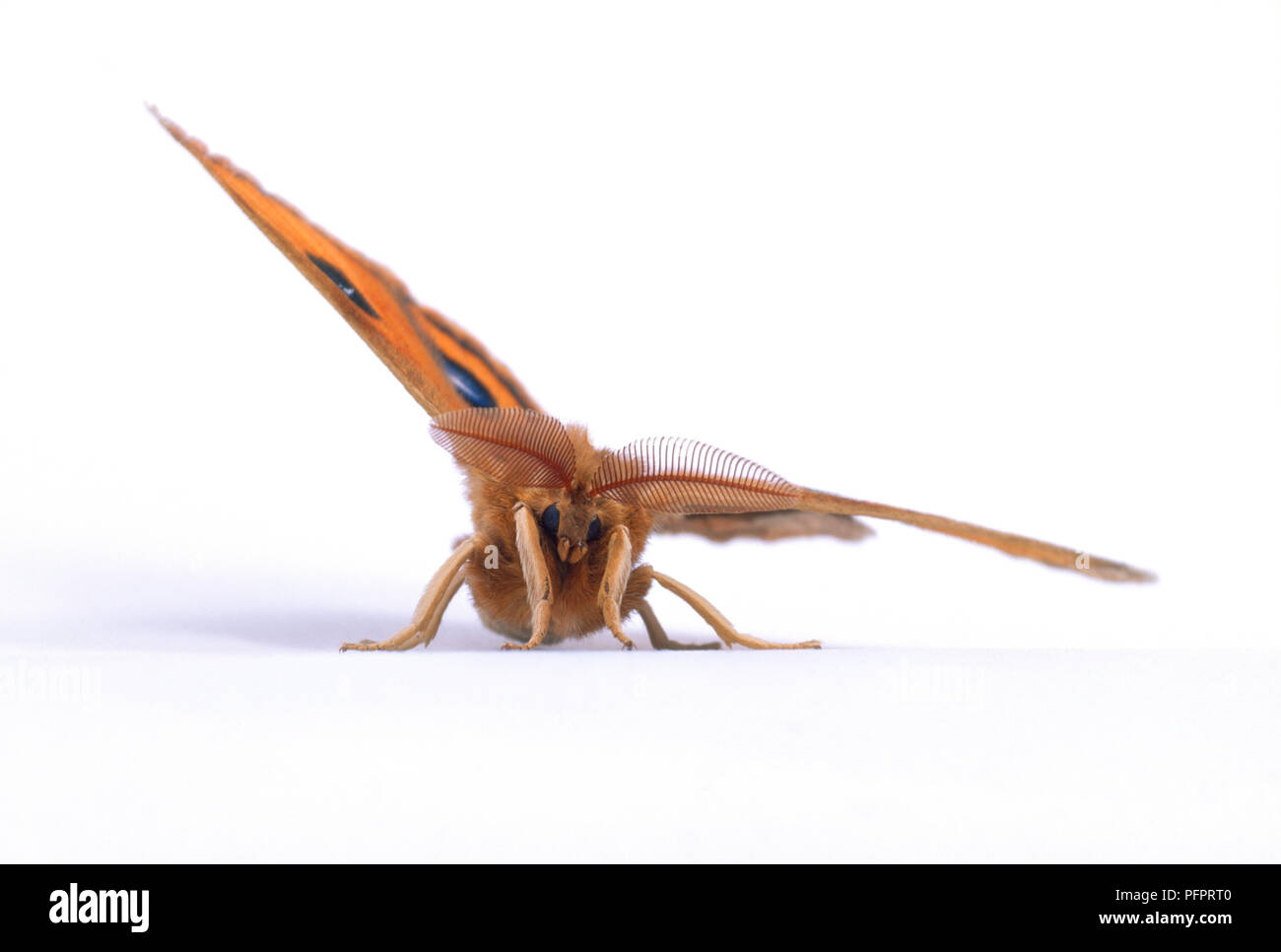 Moth and spread wings Cut Out Stock Images & Pictures - Alamy