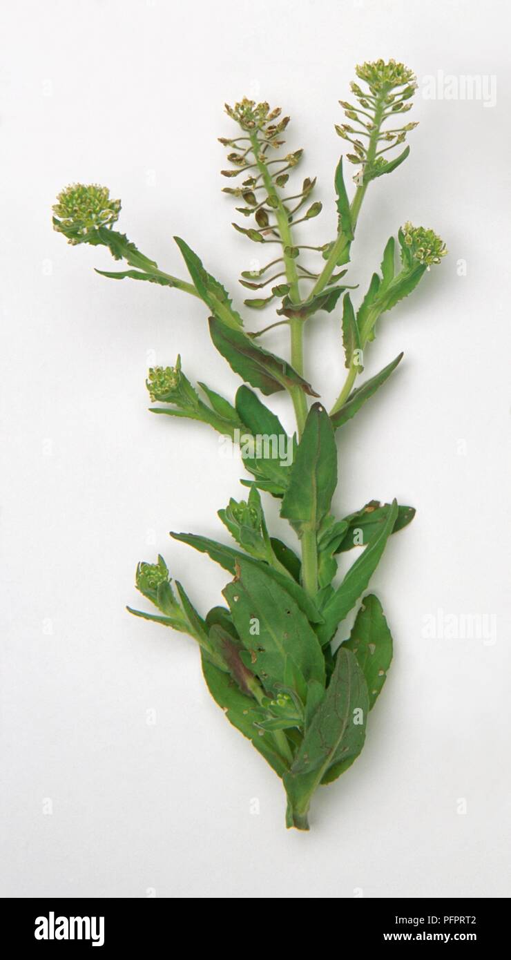 Cutting from Lepidium campestre (Field pepperwort Stock Photo - Alamy