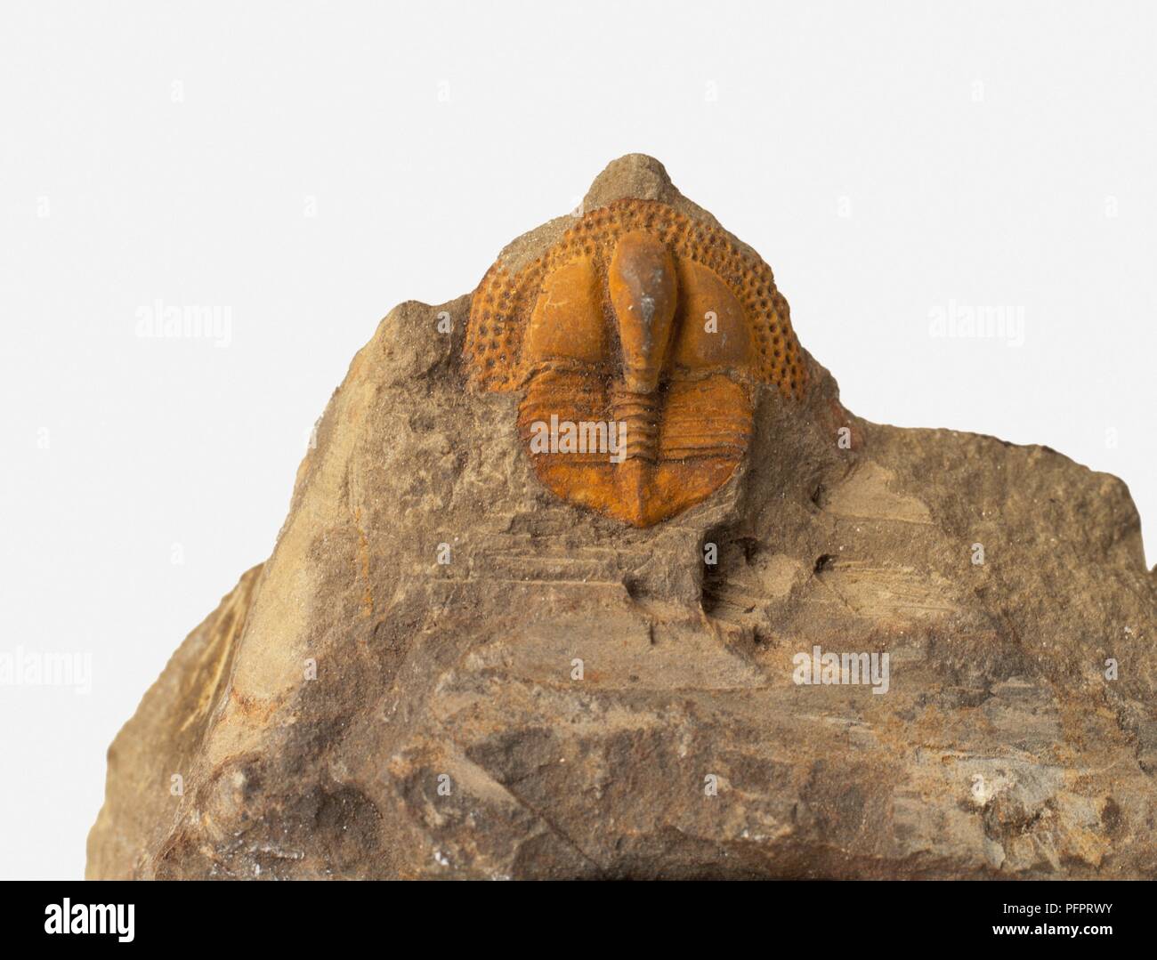Onnia trilobite hi-res stock photography and images - Alamy