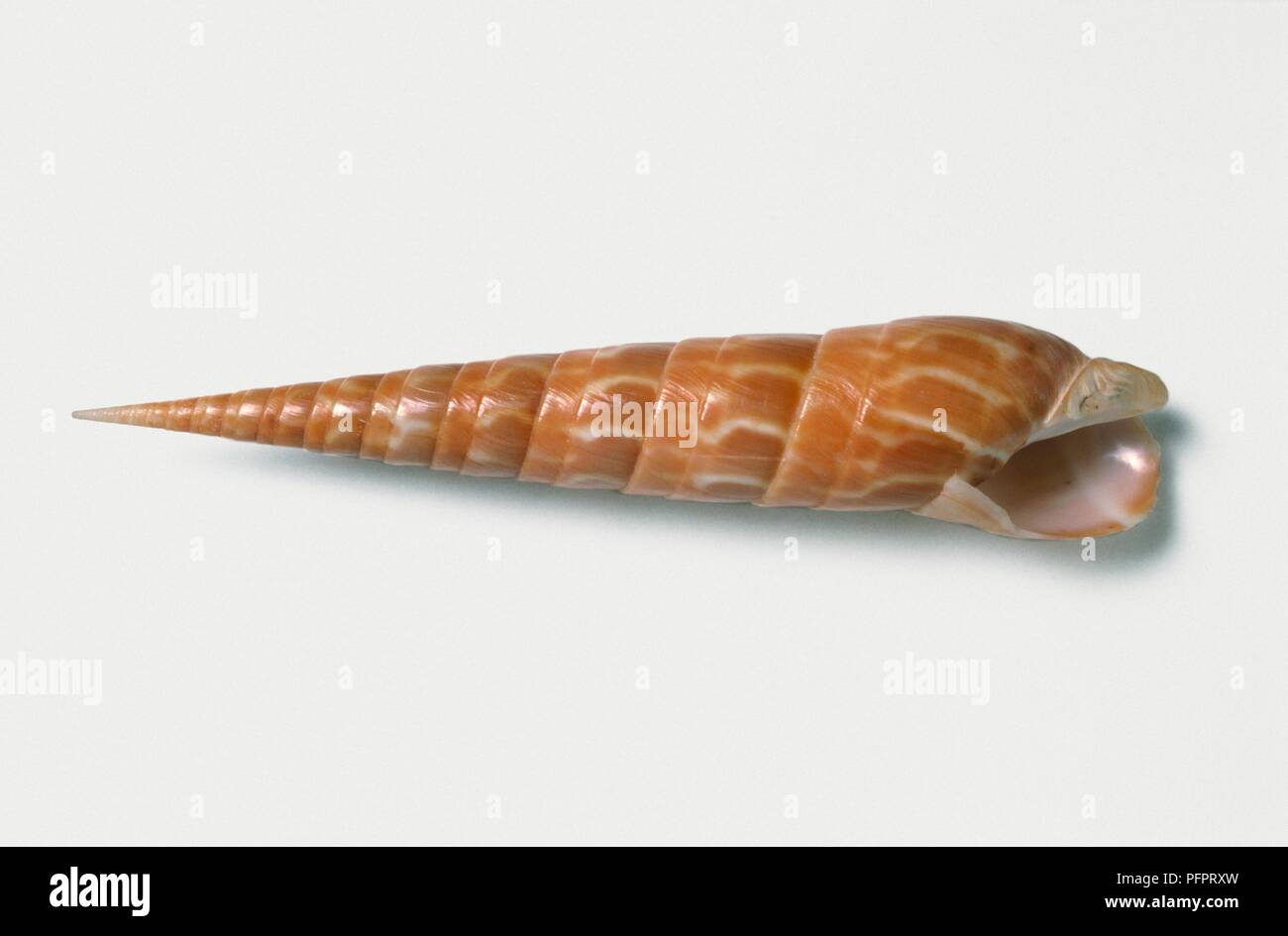 Auger shell hi-res stock photography and images - Alamy