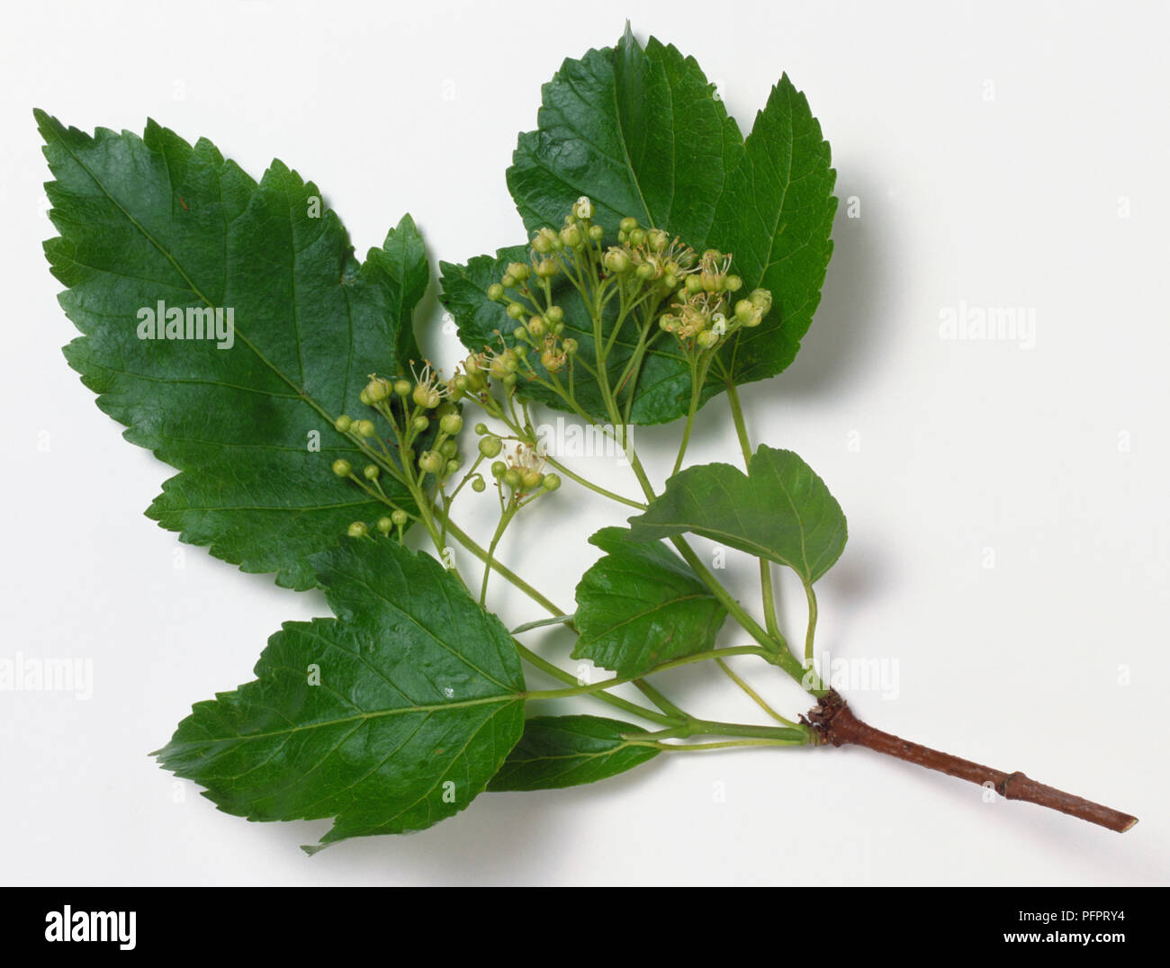 Aceraceae, Acer tataricum subsp. ginnala, Amur Maple, branch tip ...