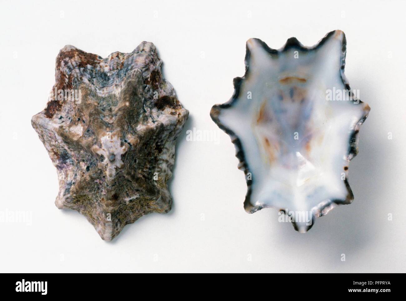 Top and underside view of Pacific sugar limpet shell (Patelloida ...