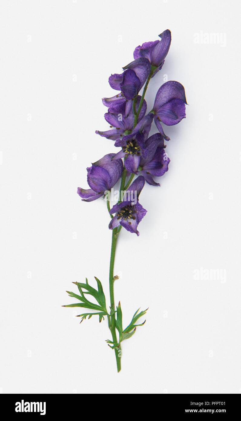 Aconitum napellus (Monk's Hood), violet flowers in terminal raceme on ...