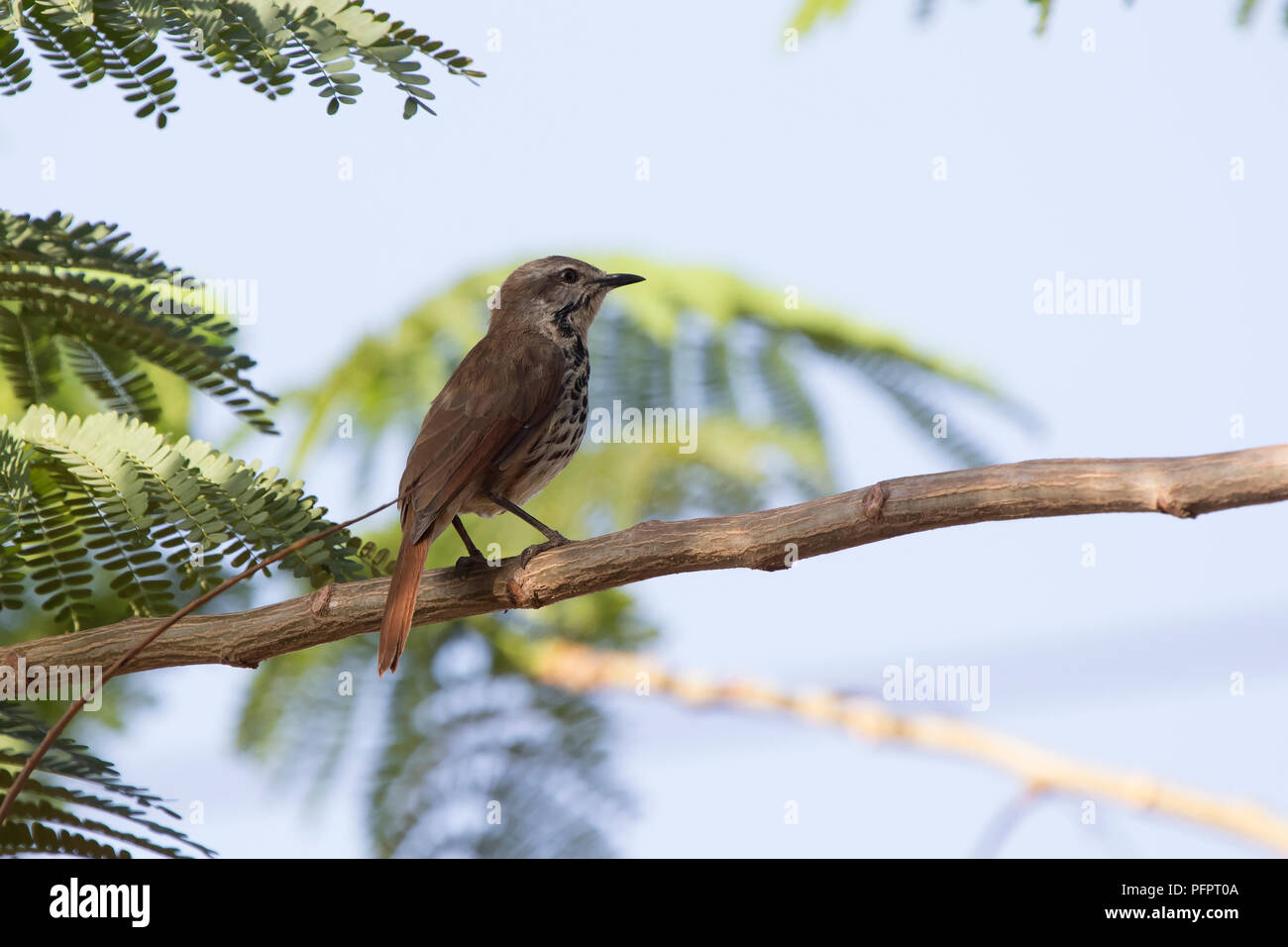 Spotted morning-thrush that sits on an acacia tree in the shade of a ...