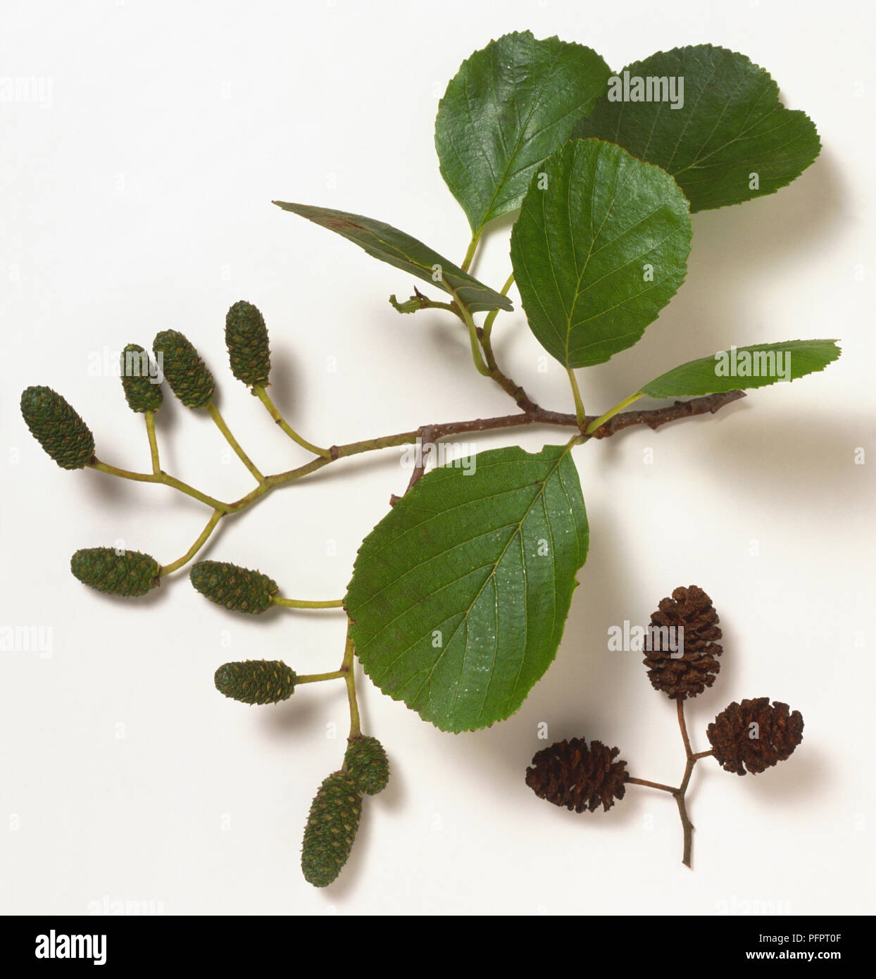 Betulaceae, Alnus glutinosa, Common Alder, branch tip bearing obovate ...