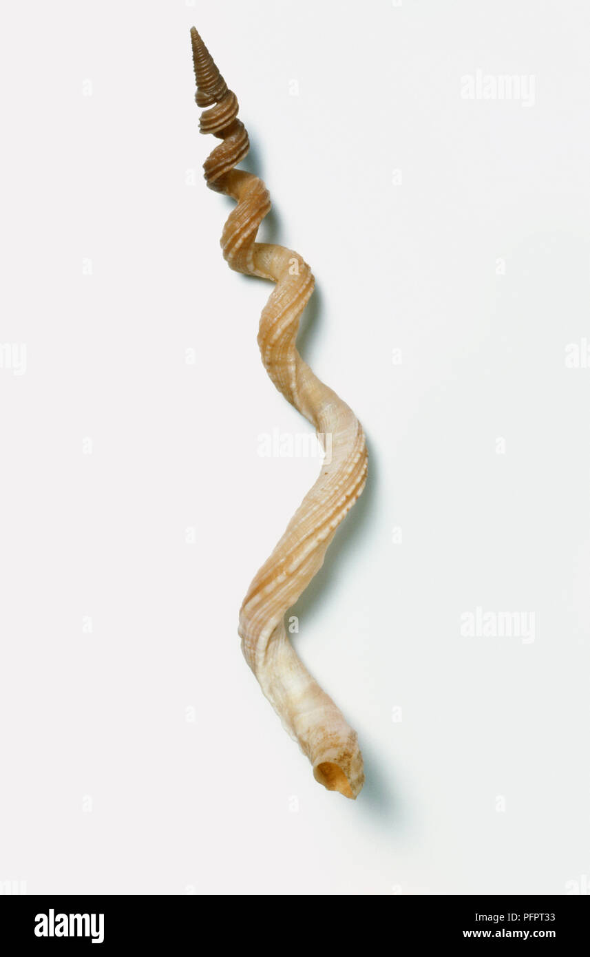 West Indian worm shell (Vermicularia spirata Stock Photo - Alamy