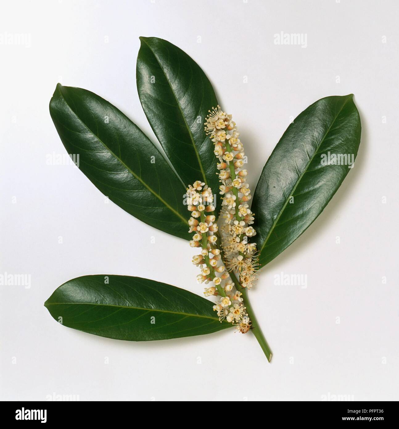Prunus laurocerasus (Cherry laurel), leaves and racemes of flowers ...