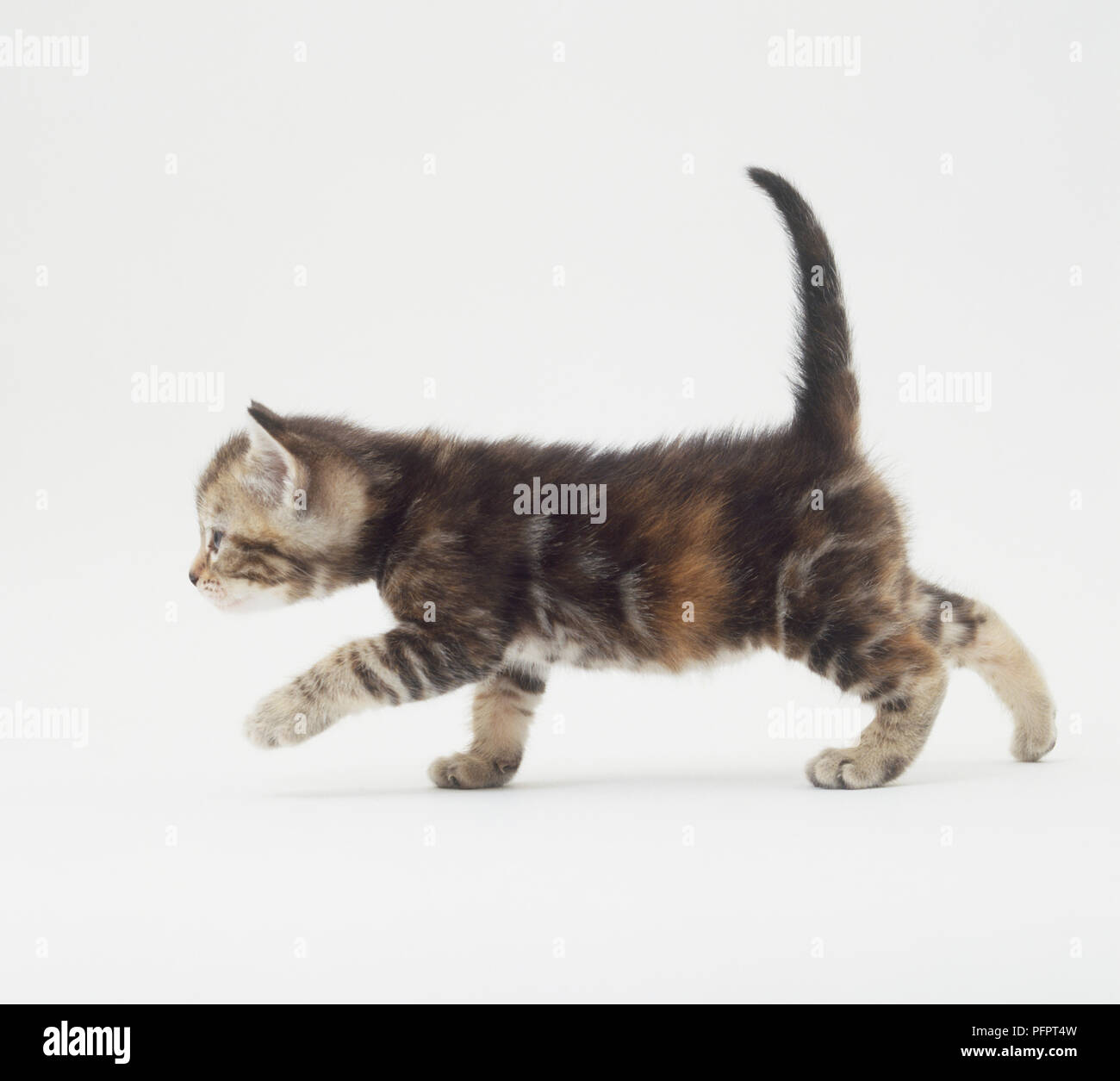 Kitten (Felis catus), walking Stock Photo - Alamy