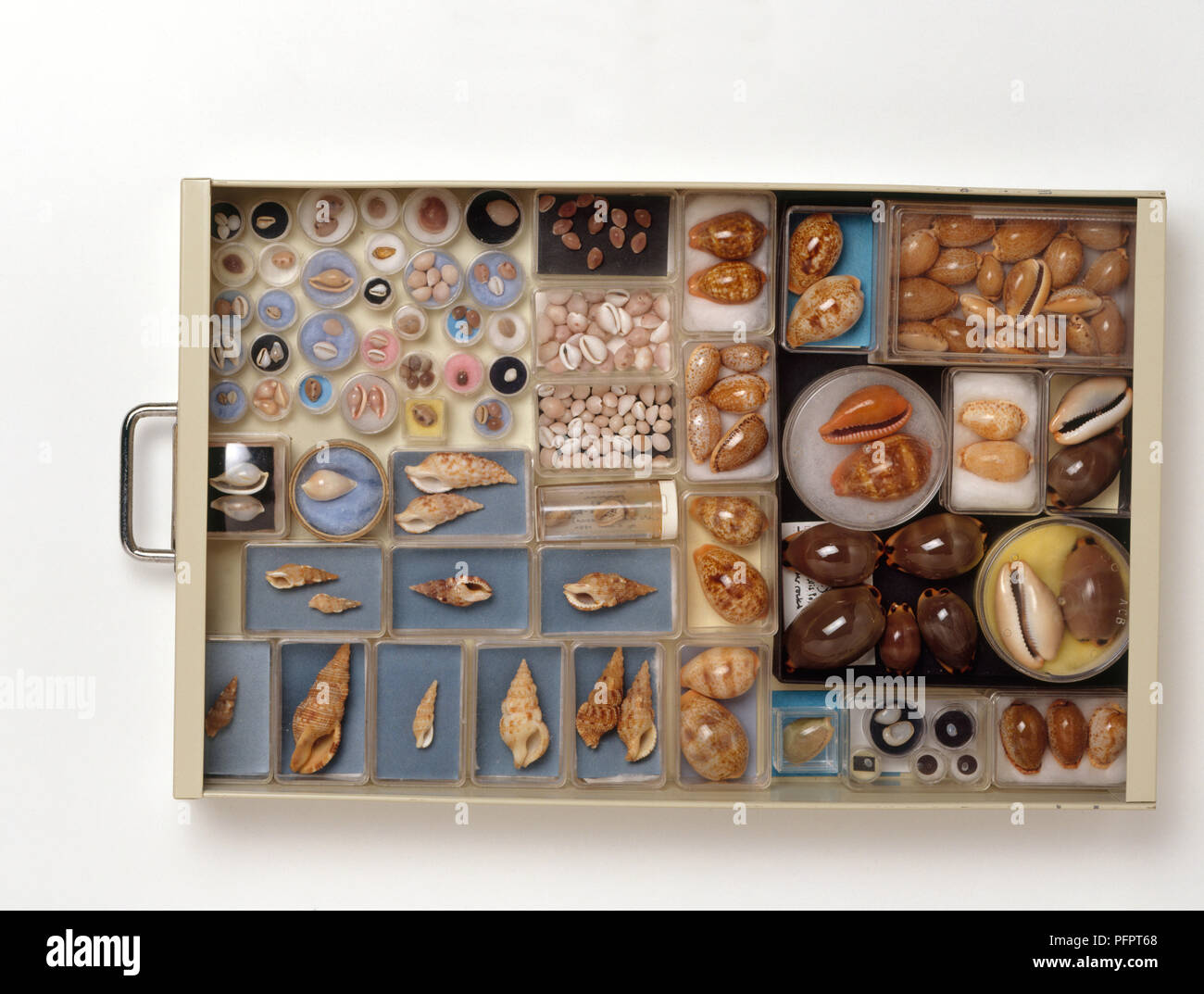 Large collection of shells in drawer Stock Photo - Alamy