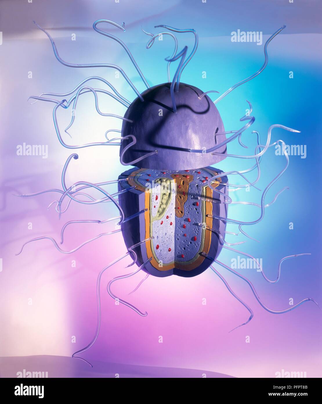 Model of a bacterium, close-up Stock Photo - Alamy