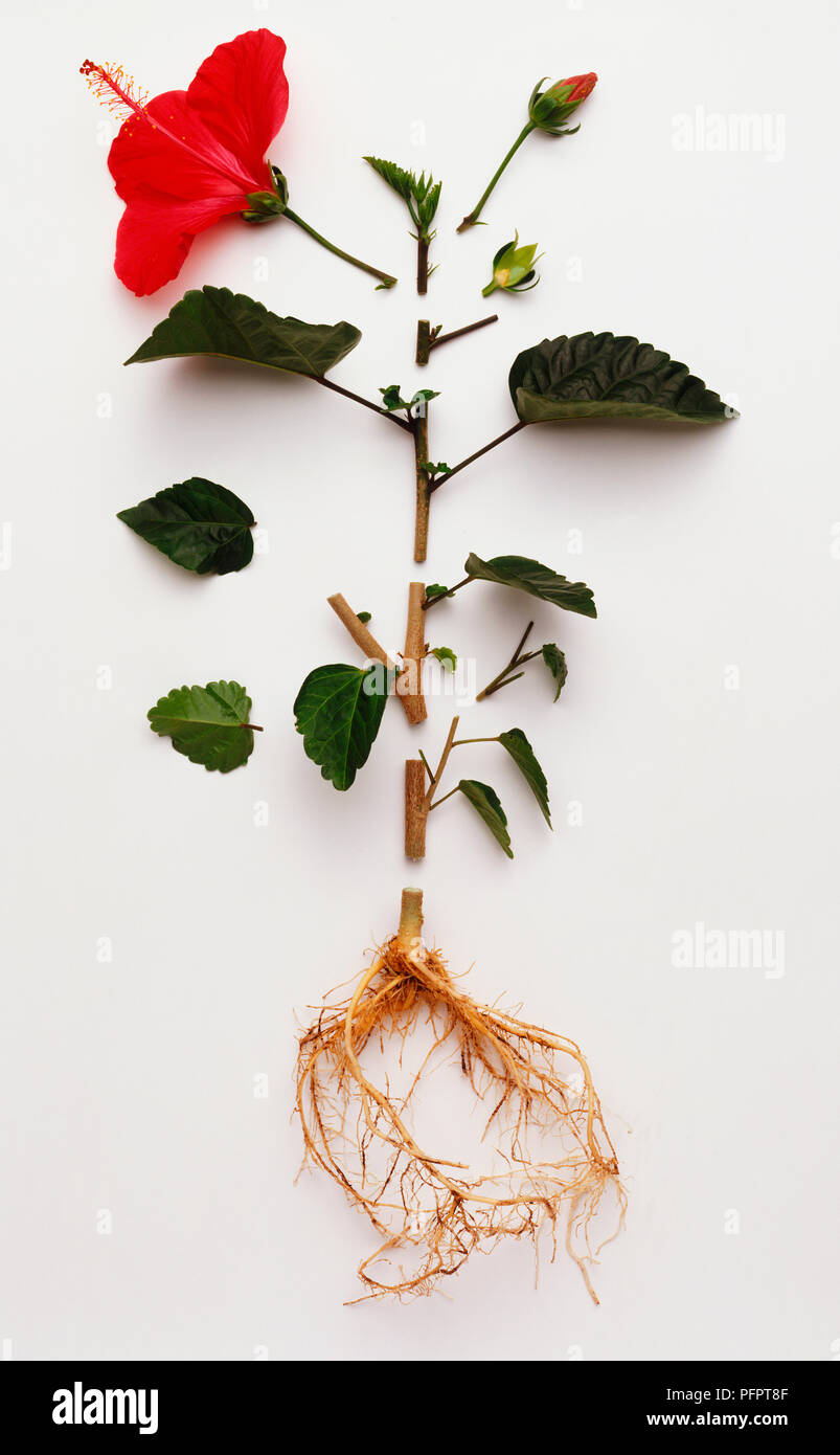 Dicotyledon anatomy hi-res stock photography and images - Alamy