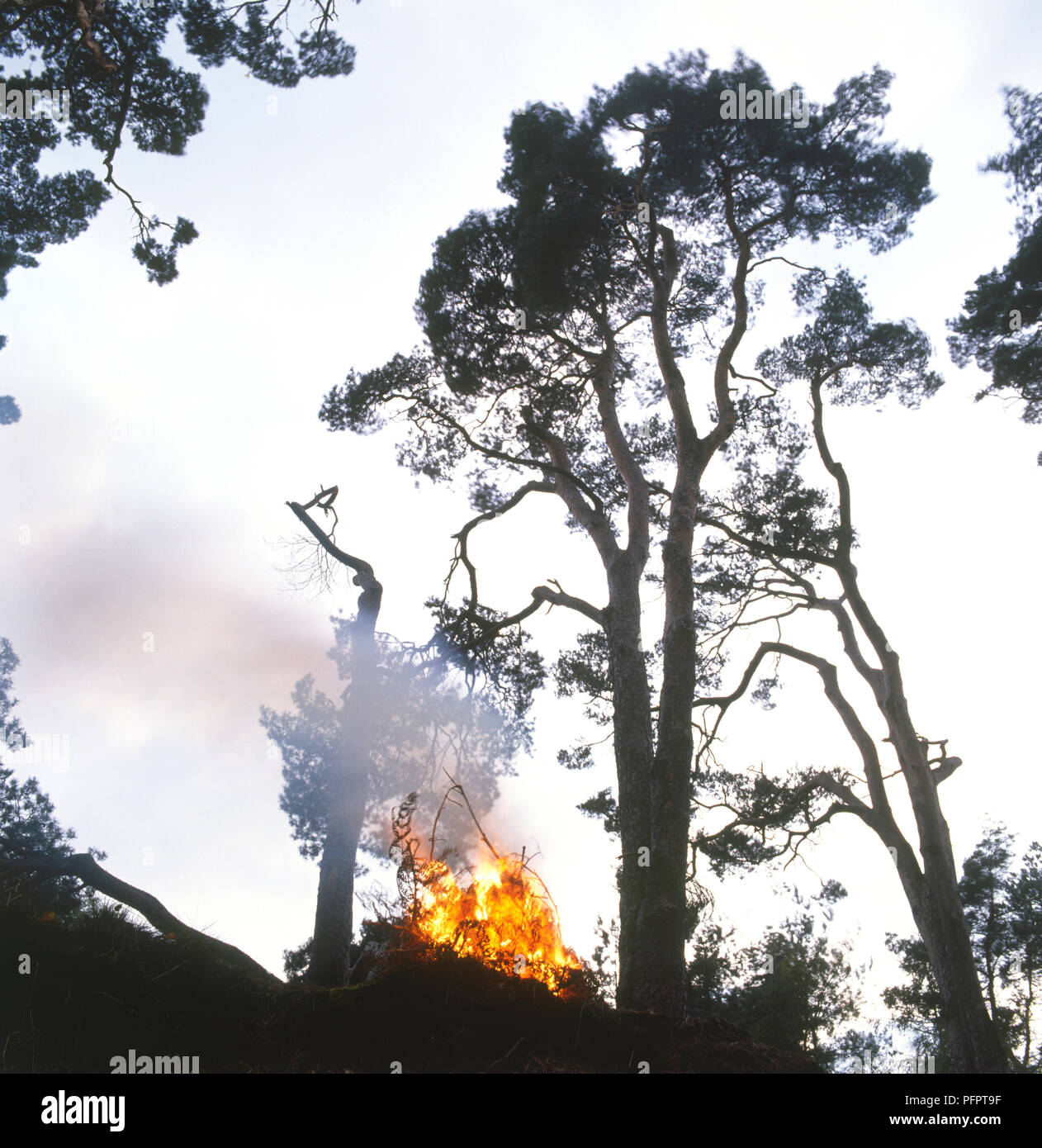 Fire in a forest Stock Photo - Alamy