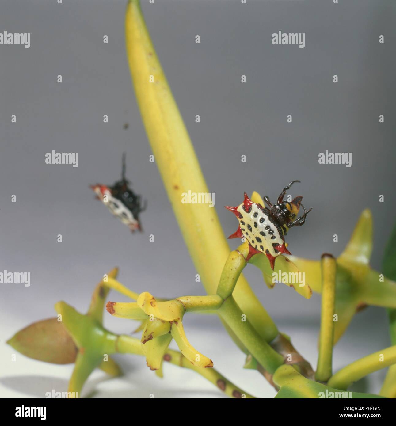 Spiny-bellied orb weaver spiders (Gasteracantha cancriformis) on plant ...